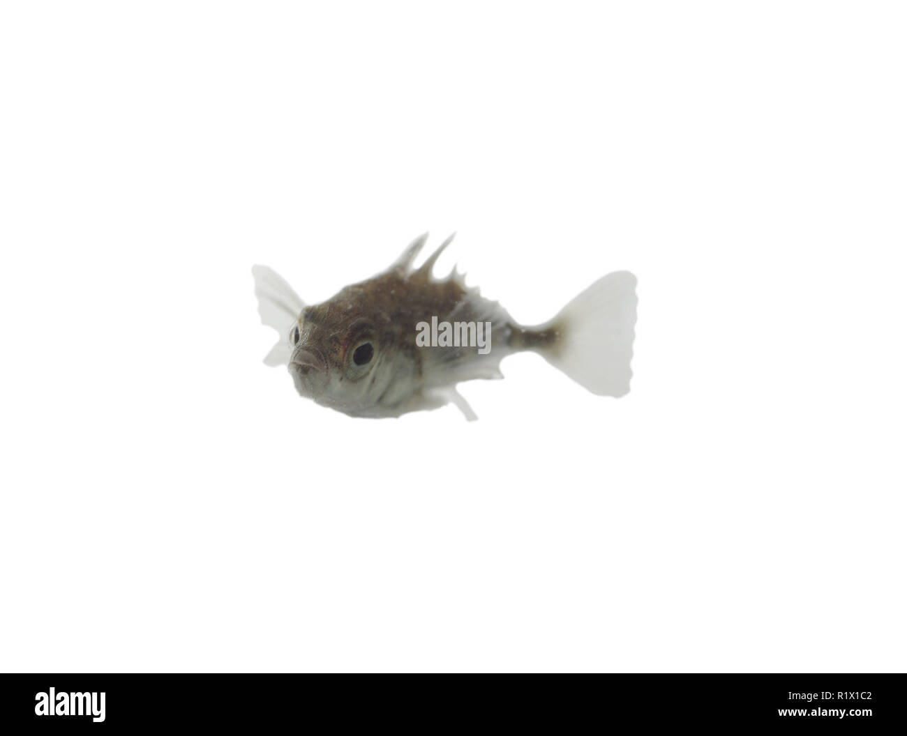 little stickleback on white background Stock Photo - Alamy
