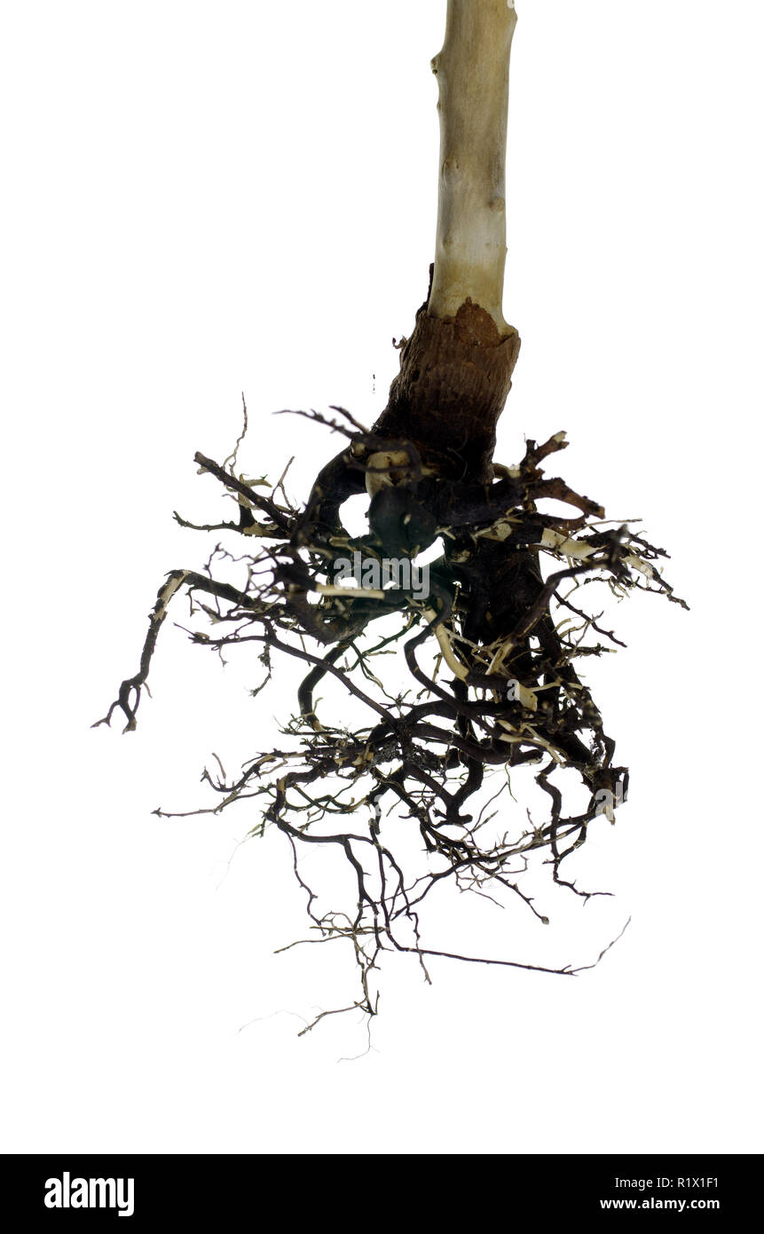 dry tree roots on a white background Stock Photo - Alamy