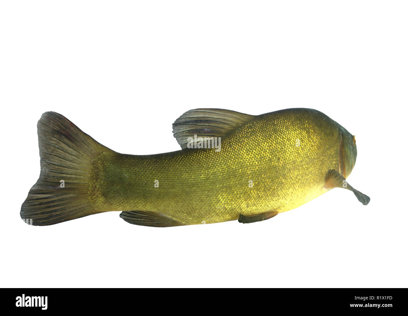 Green tench Cut Out Stock Images & Pictures - Alamy