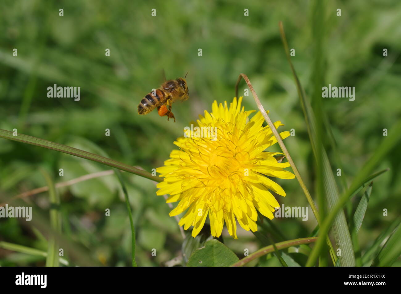 macro bee over flower dandelion Stock Photo - Alamy