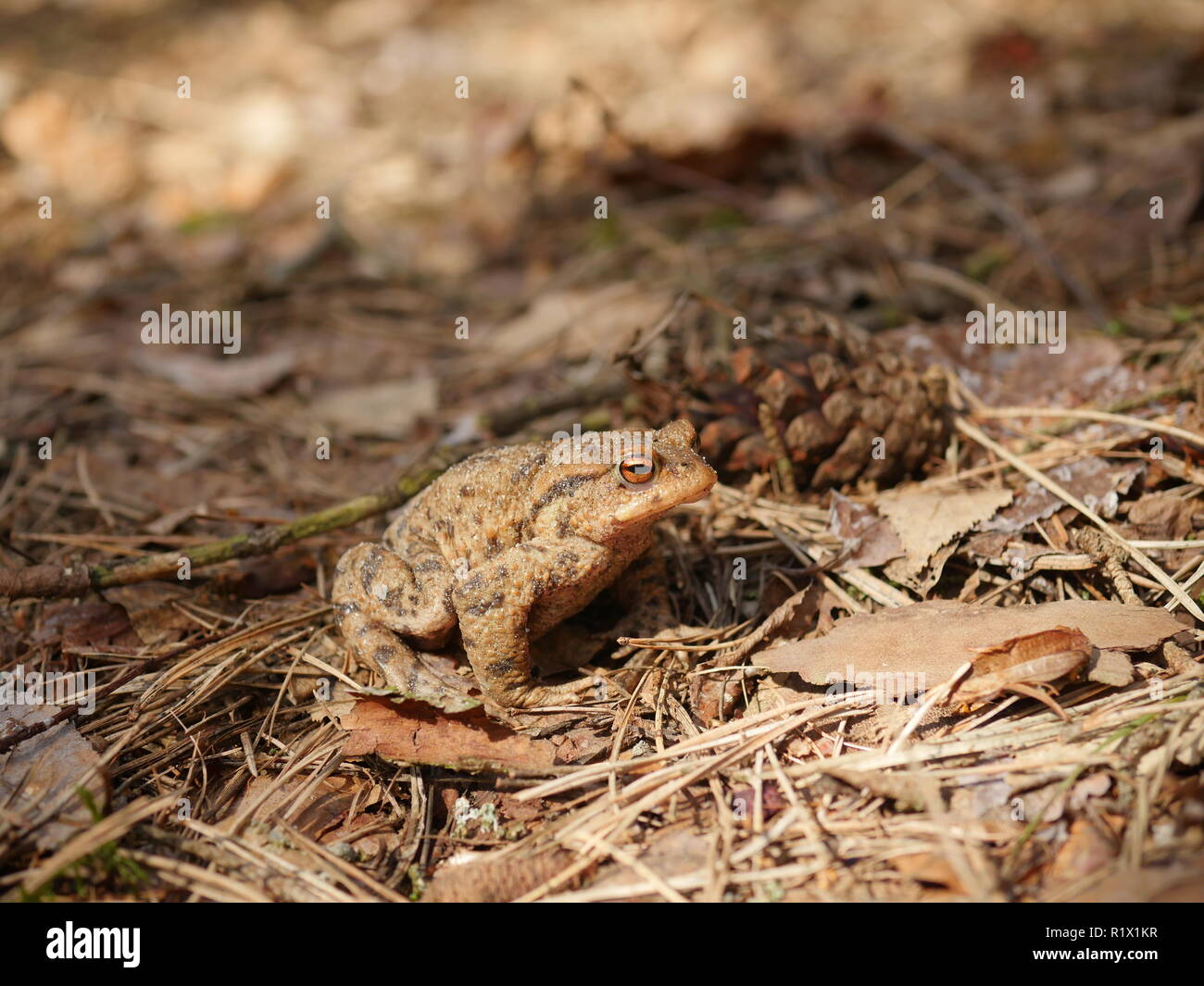 sitting brown toad on trees background Stock Photo - Alamy