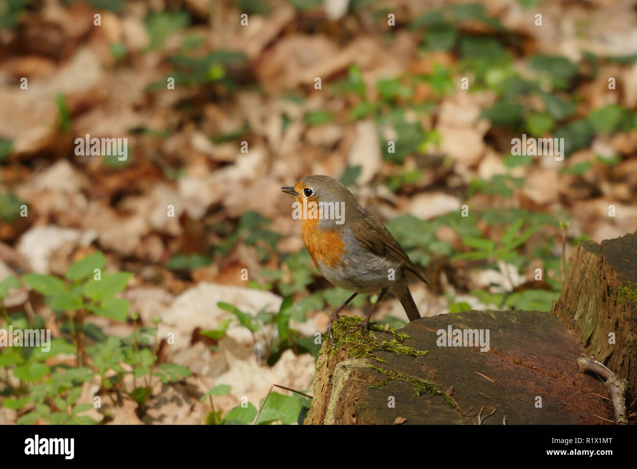 robin bird on forest background Stock Photo - Alamy