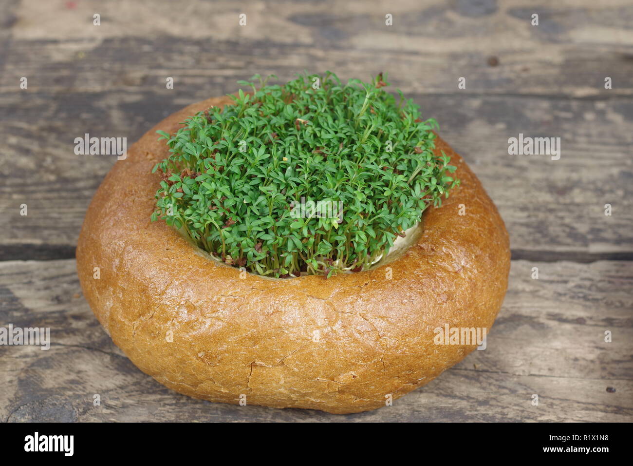round bread filled with growing cress Stock Photo - Alamy