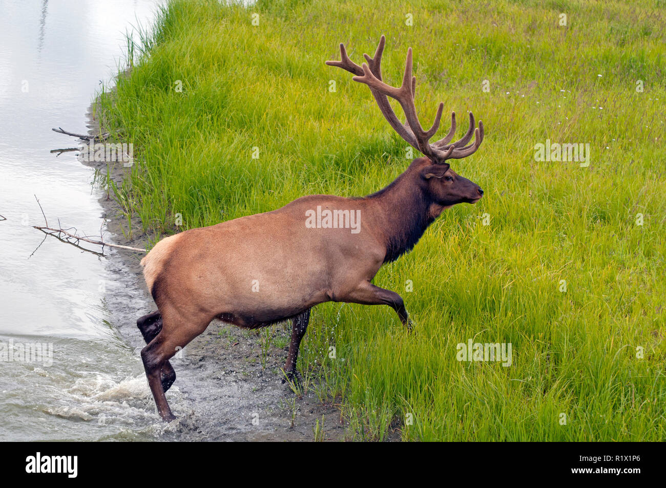 Climbingout hi-res stock photography and images - Alamy