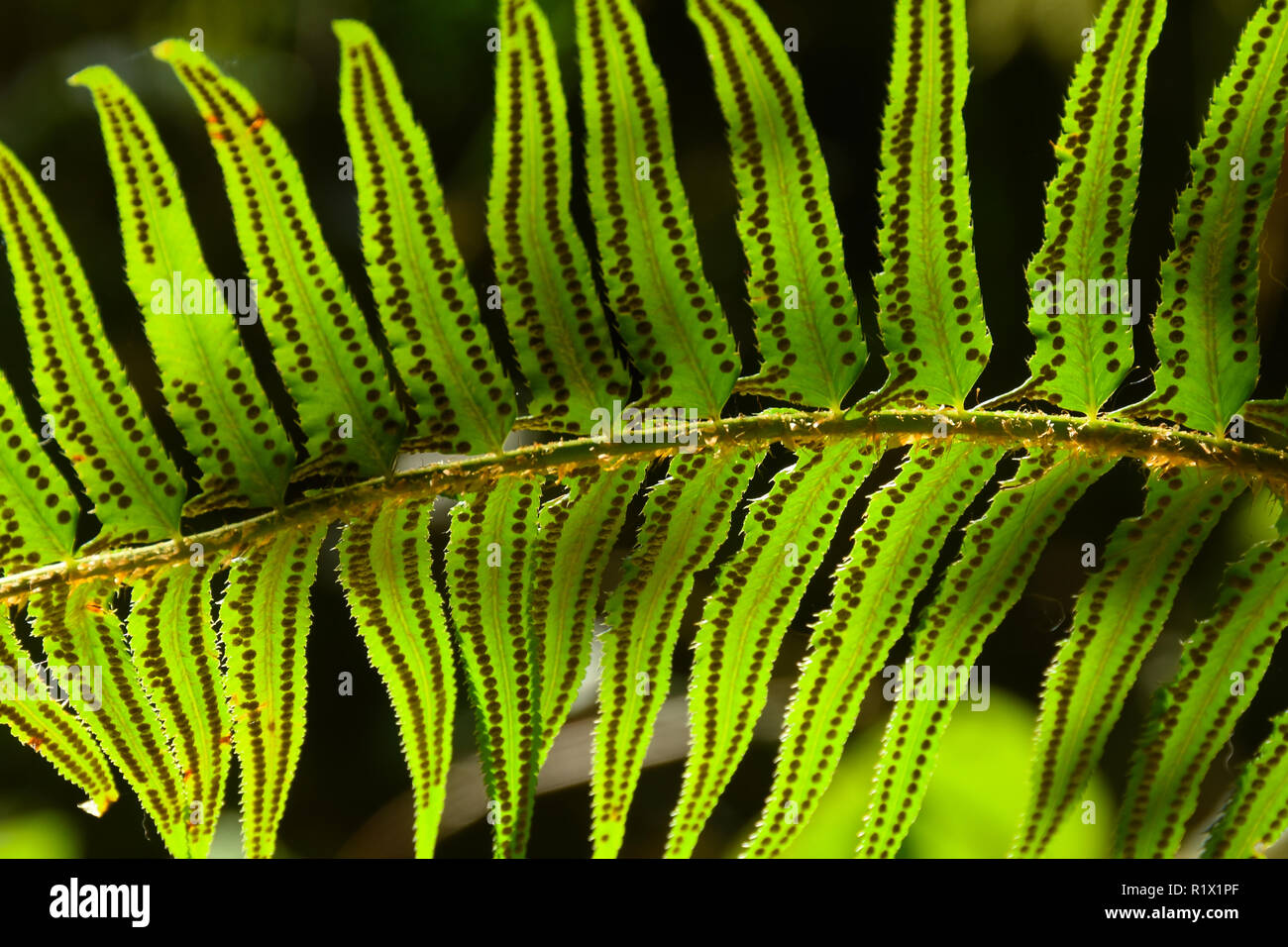 Fern leaf texture hi-res stock photography and images - Alamy