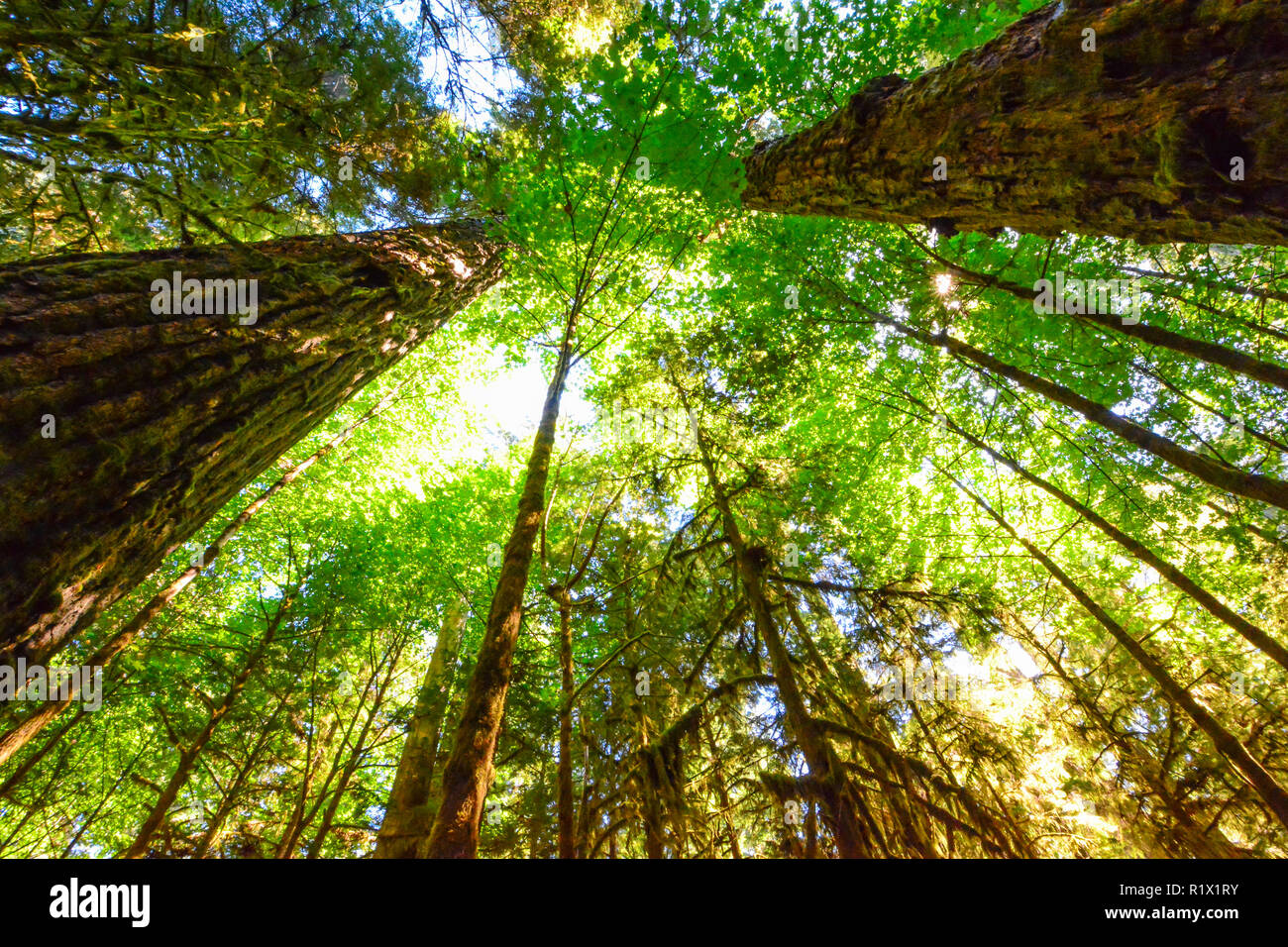 pacific northwest forest Canopy Stock Photo - Alamy