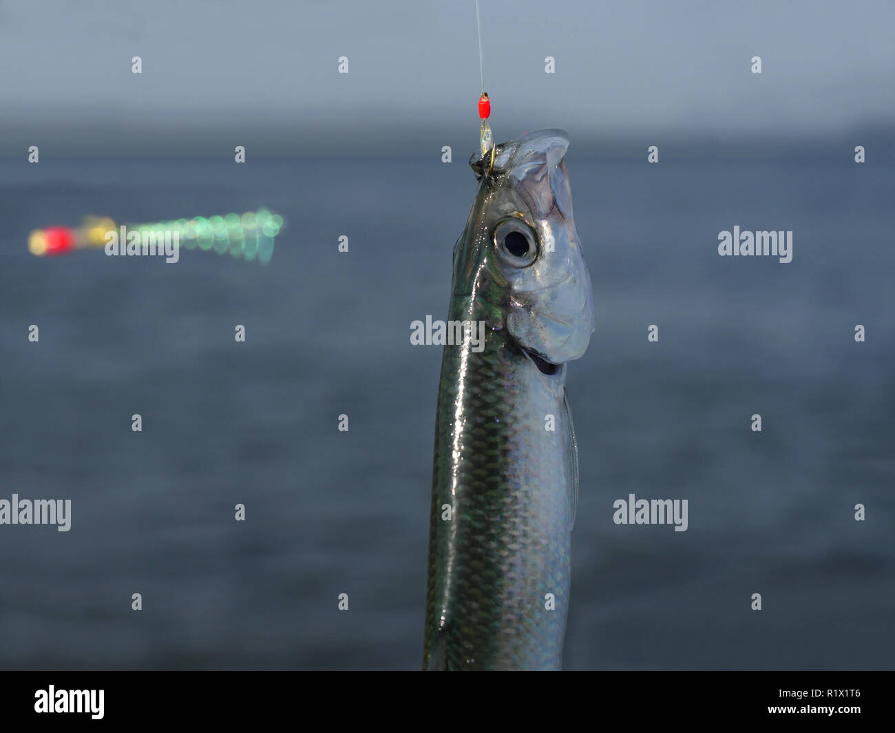 herring fish on fishing hook on water background Stock Photo - Alamy