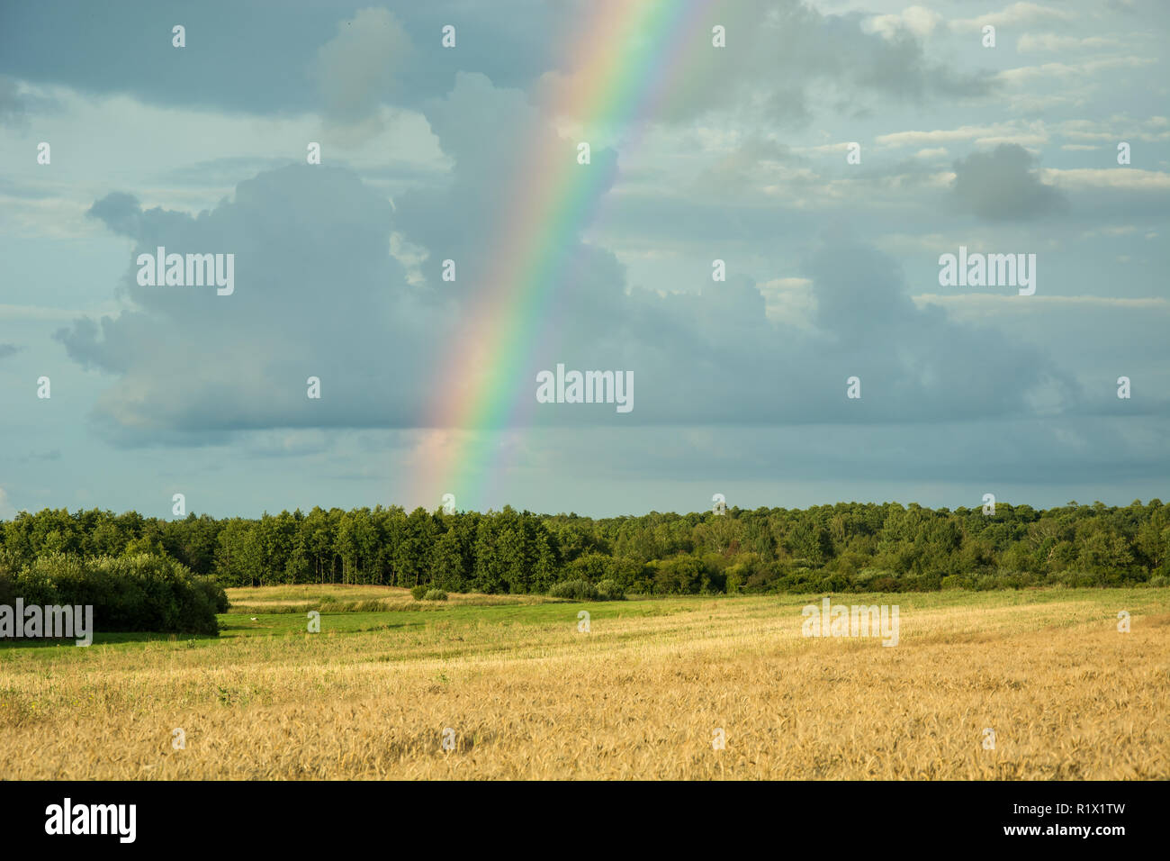 Colorful big rainbow on a cloudy sky, forest and cereal field Stock ...