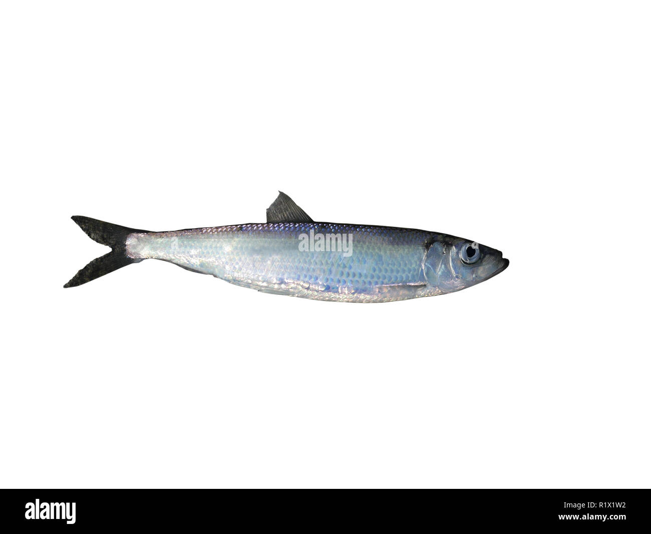 fresh herring on white background Stock Photo - Alamy