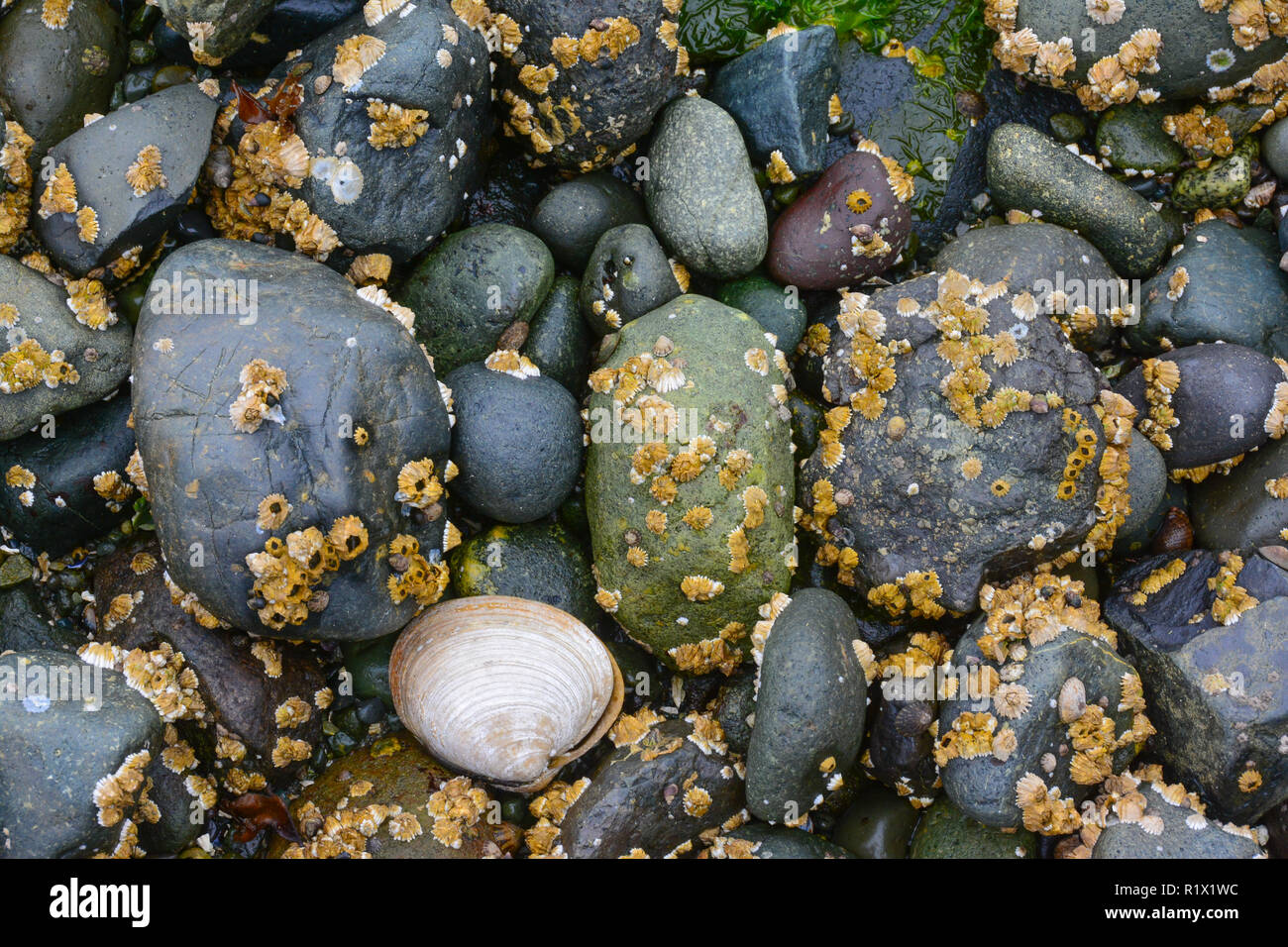 Symbiotic landscape hi-res stock photography and images - Alamy