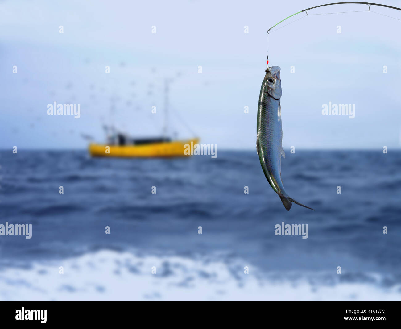 herring fish on fishing hook on sea background Stock Photo - Alamy