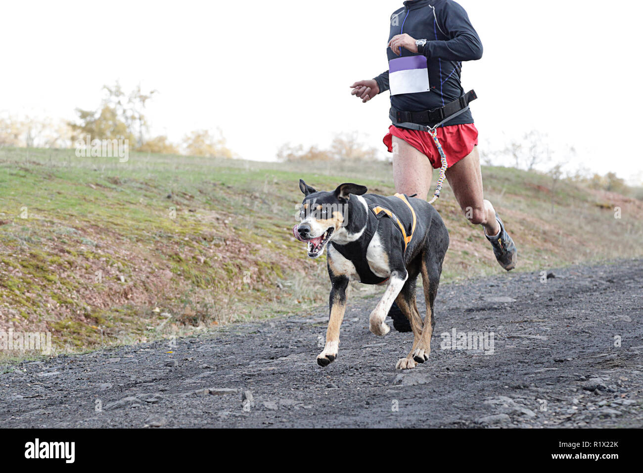 Dog and its owner taking part in a popular canicross race Stock Photo ...