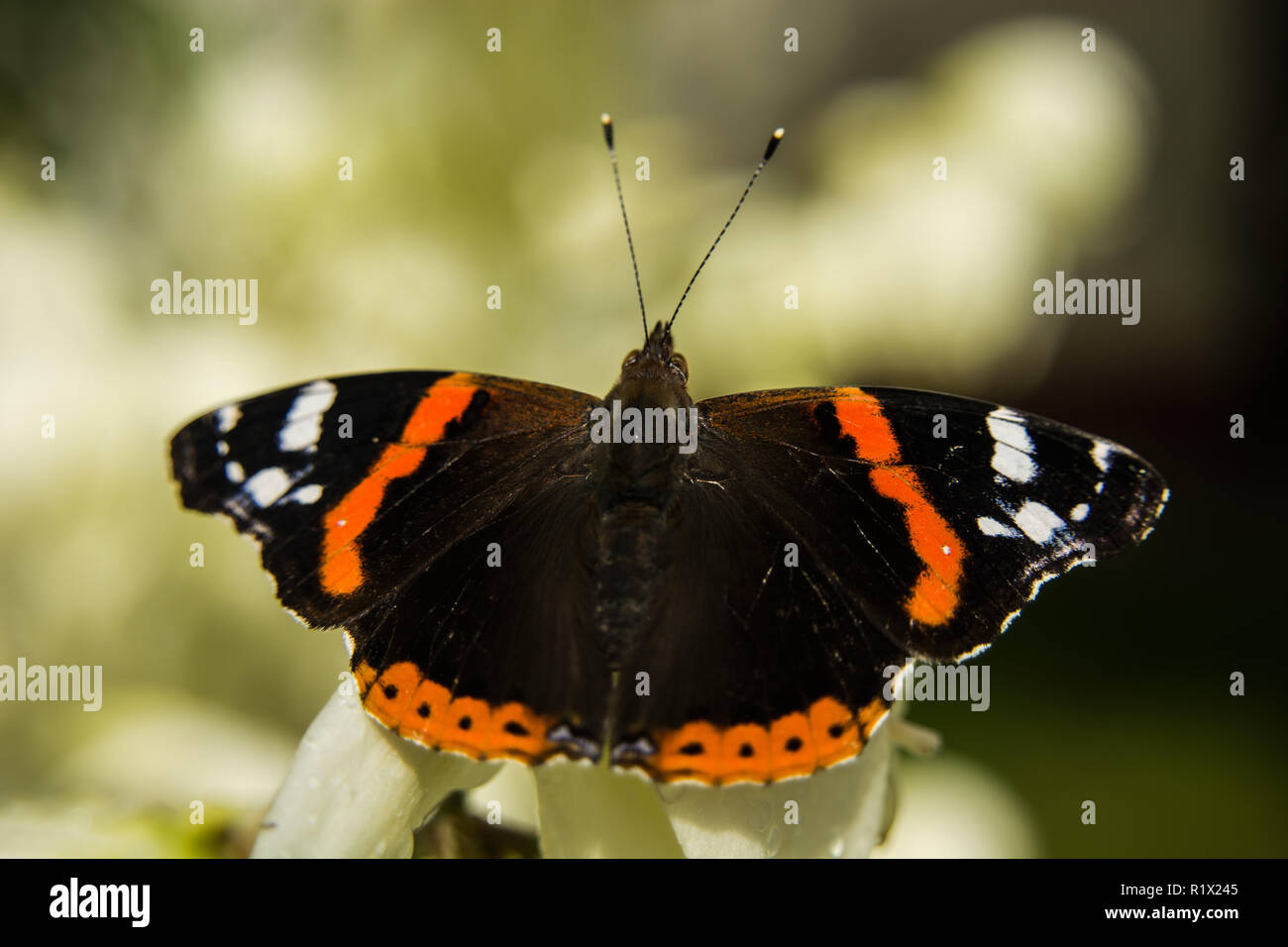 Red admiral head hi-res stock photography and images - Alamy