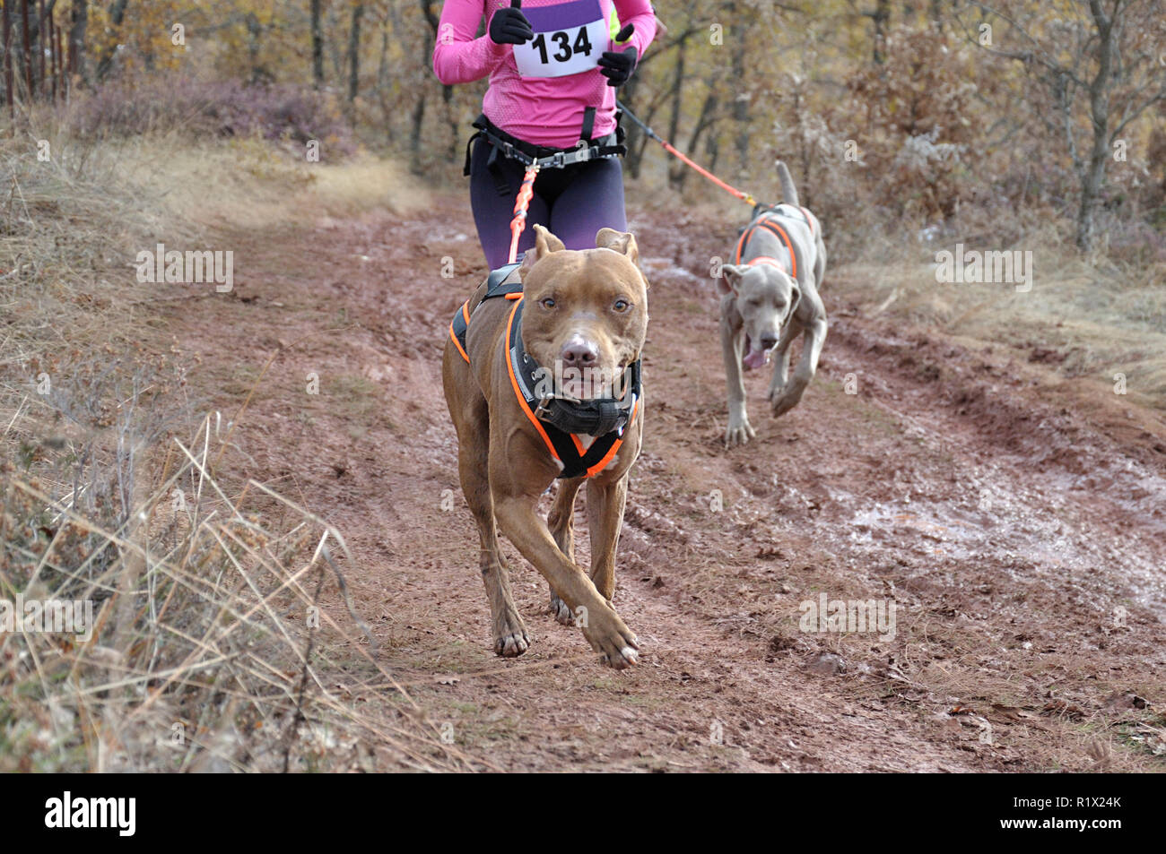 Dog and its owner taking part in a popular canicross race Stock Photo ...