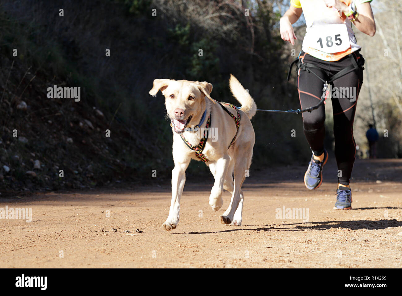 Dog and its owner taking part in a popular canicross race Stock Photo ...