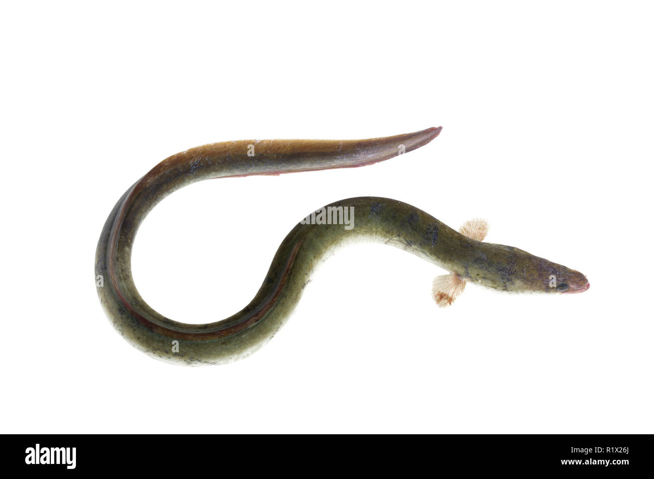 long eel on white background Stock Photo - Alamy