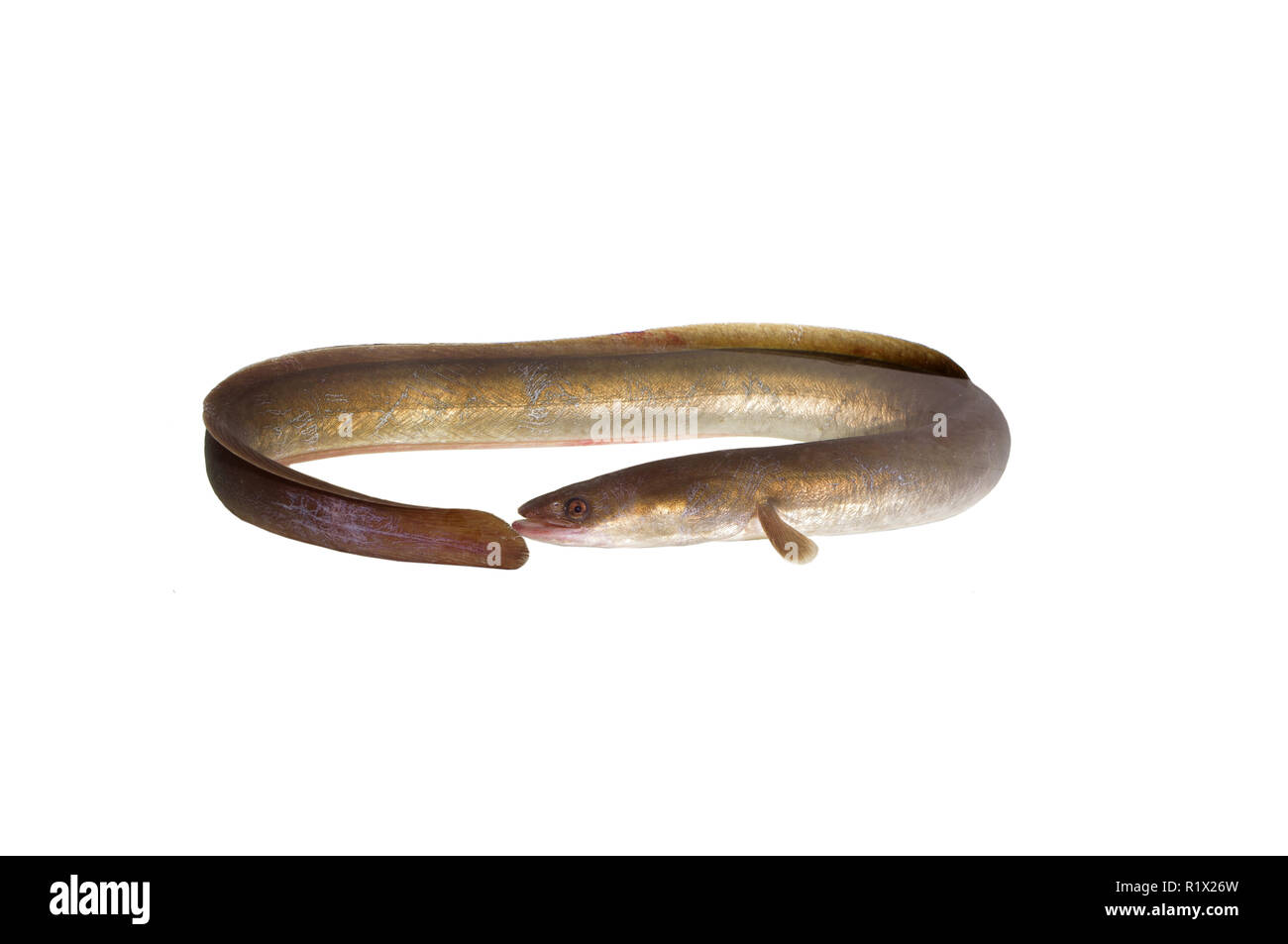 long eel on white background Stock Photo - Alamy