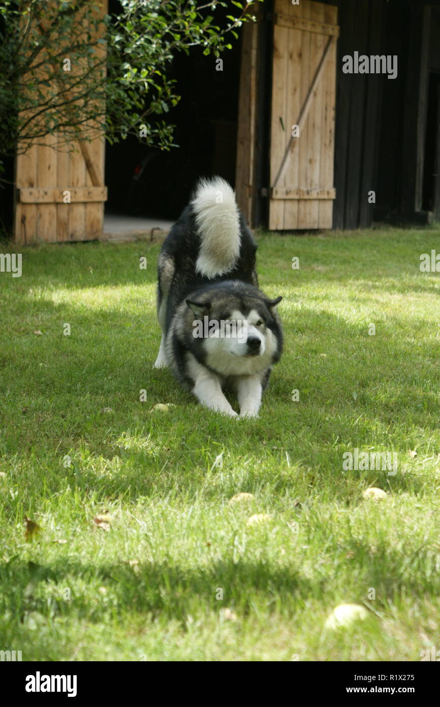 Dog stretching hi-res stock photography and images - Alamy