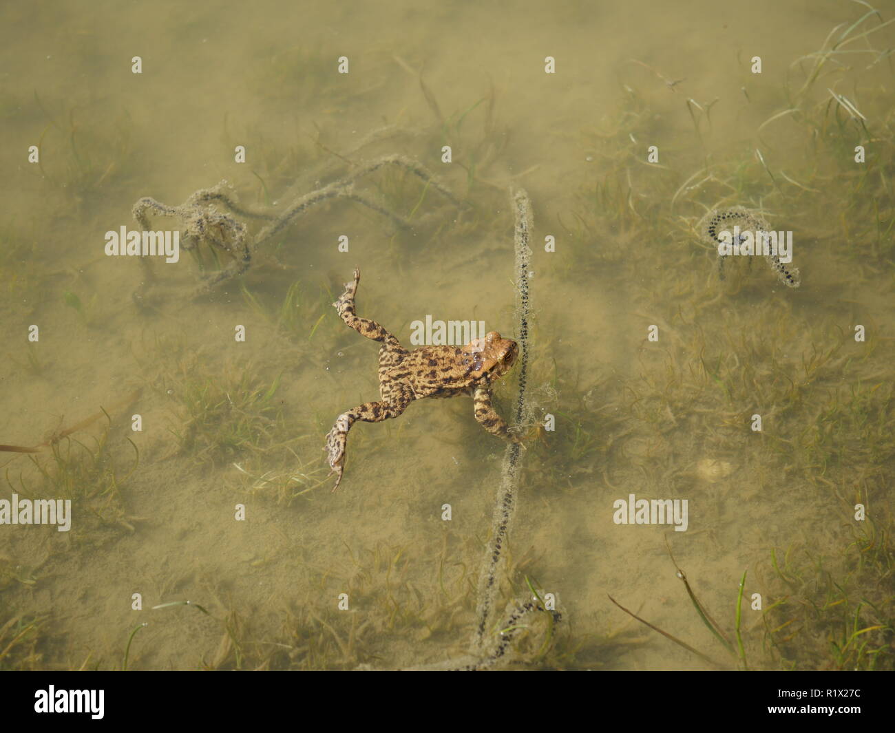 gray toad in water and folded eggs (bufo bufo Stock Photo - Alamy