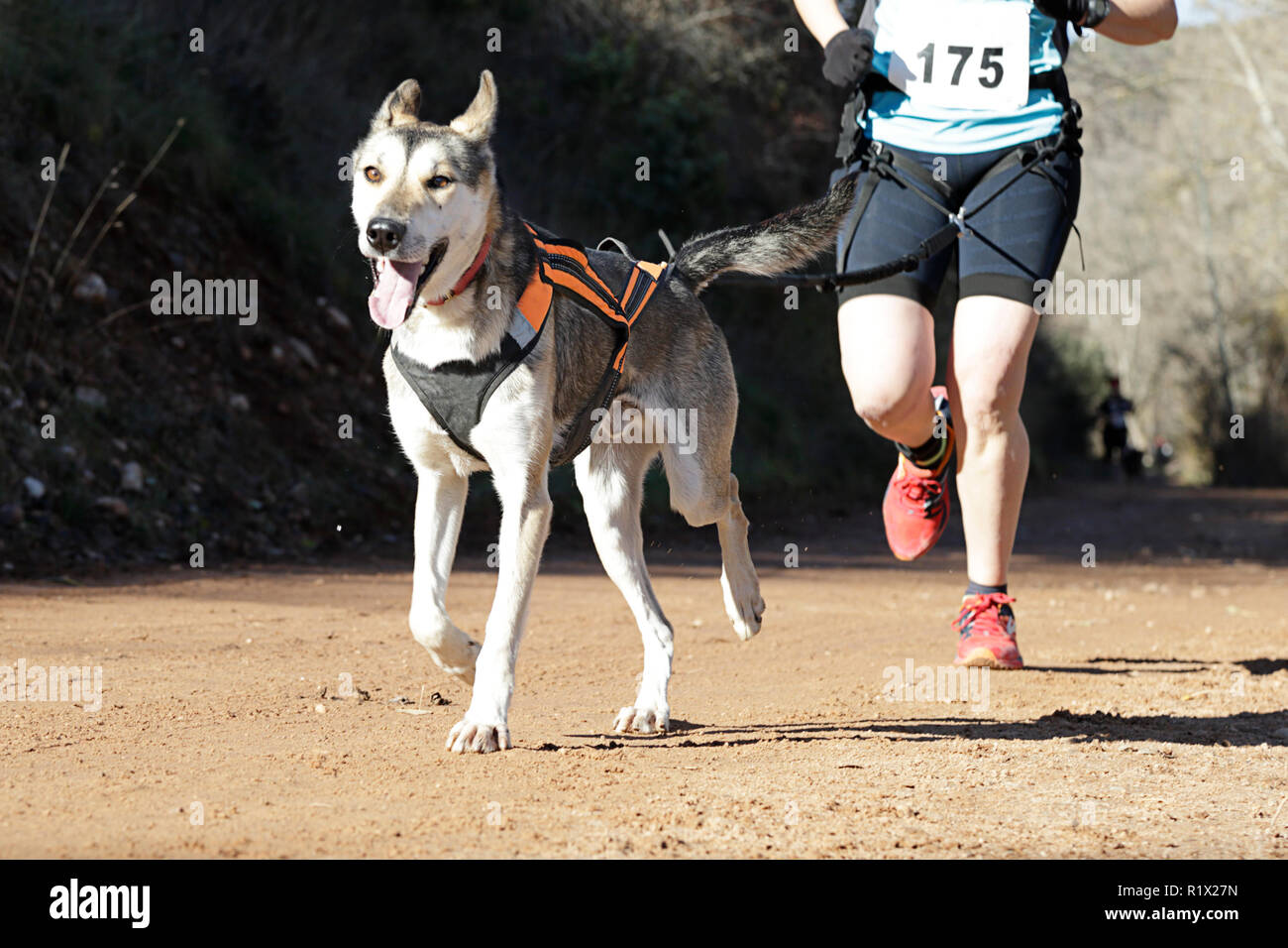 Dog and its owner taking part in a popular canicross race Stock Photo ...