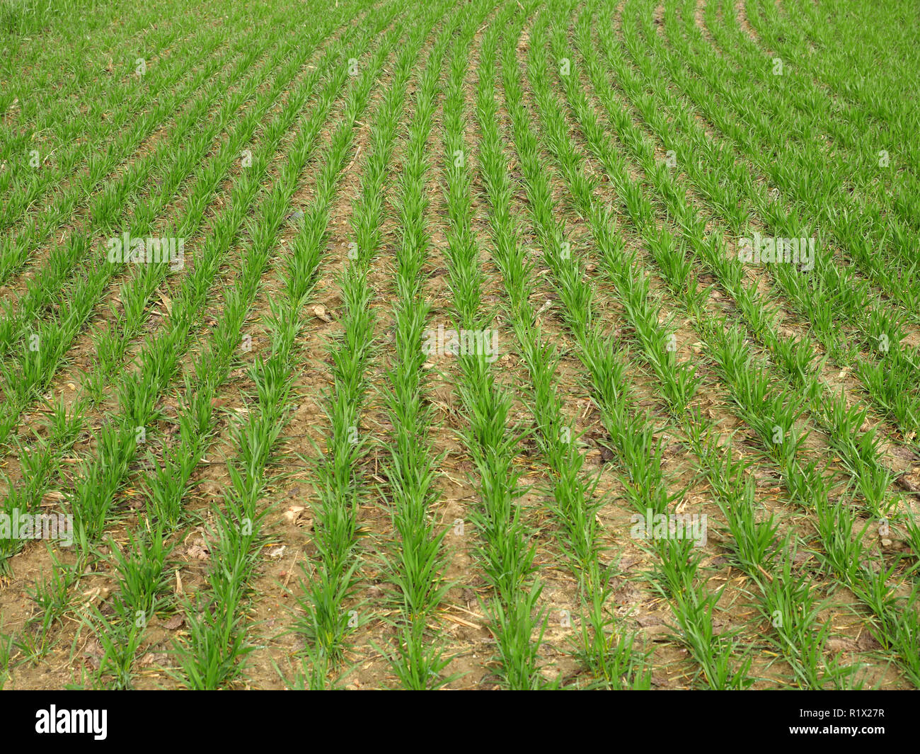 cultivated field with growing grain Stock Photo - Alamy