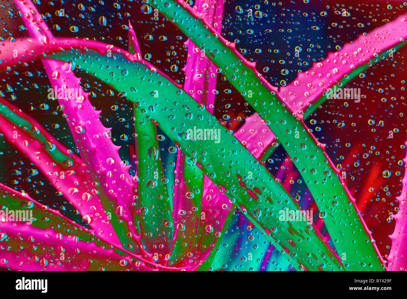 Trendy cactus art hi-res stock photography and images - Alamy