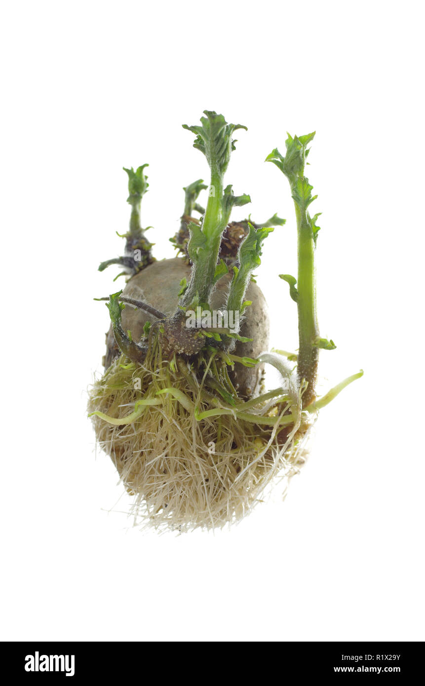 germinating potato with roots on white background Stock Photo - Alamy