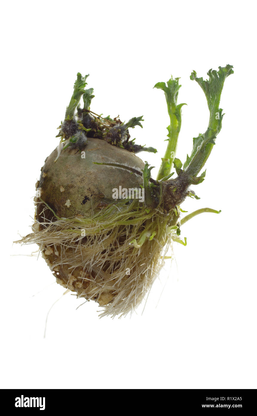 germinating potato with roots on white background Stock Photo - Alamy
