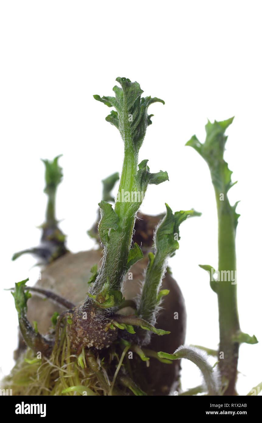 germinating potato with roots on white background Stock Photo - Alamy