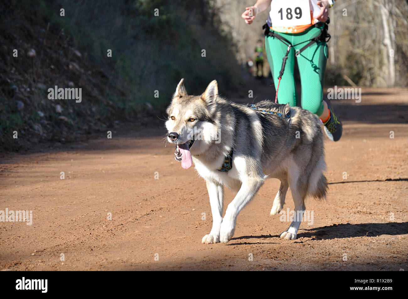 Dog and its owner taking part in a popular canicross race Stock Photo ...