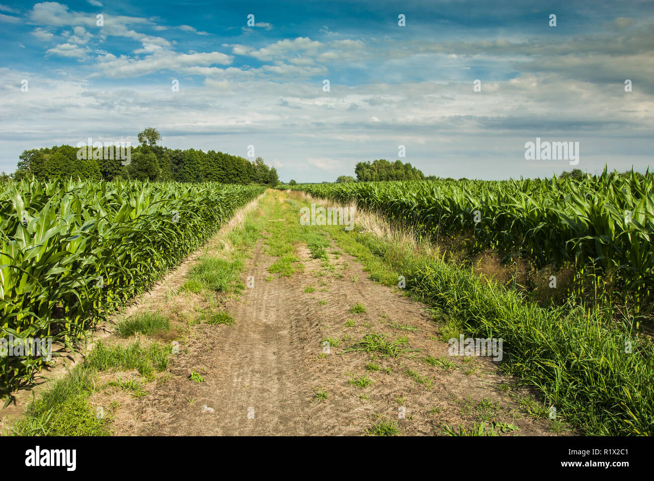 Dirt road through corn fields Stock Photo - Alamy