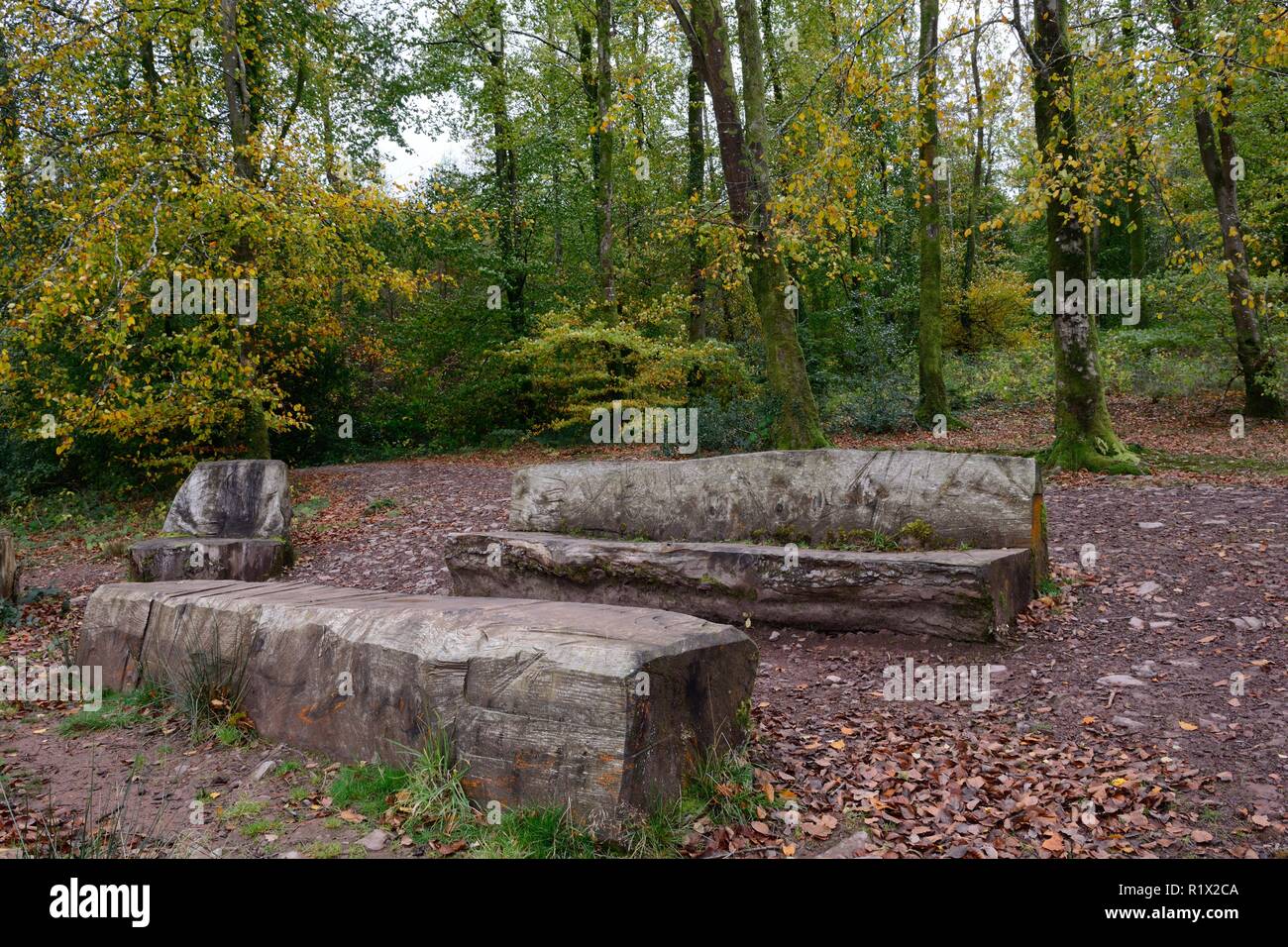 Minwear forest hi-res stock photography and images - Alamy