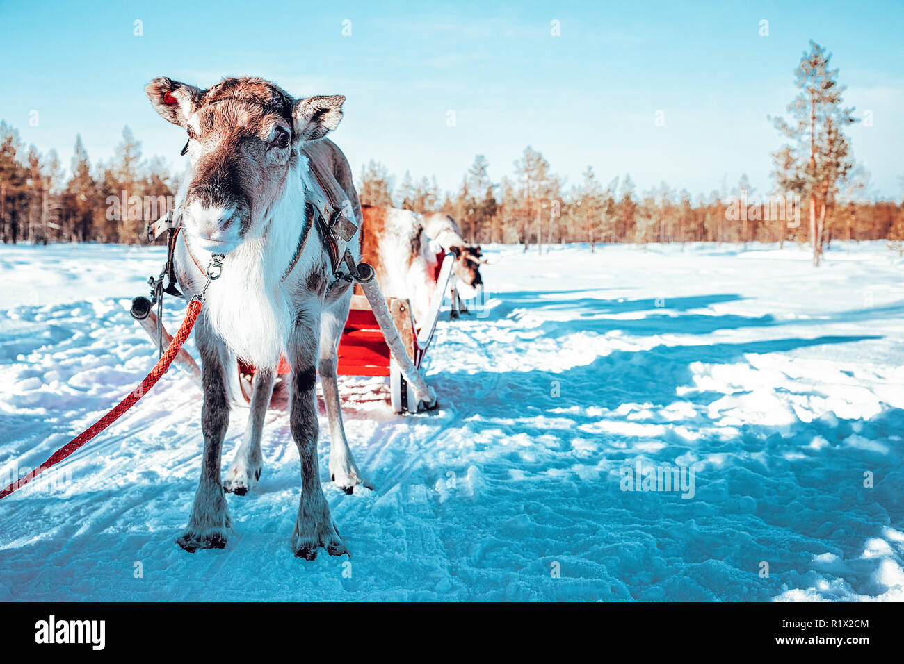 Reindeer Sled Ride, in Winter Snow Forest at Finnish Saami Farm in ...