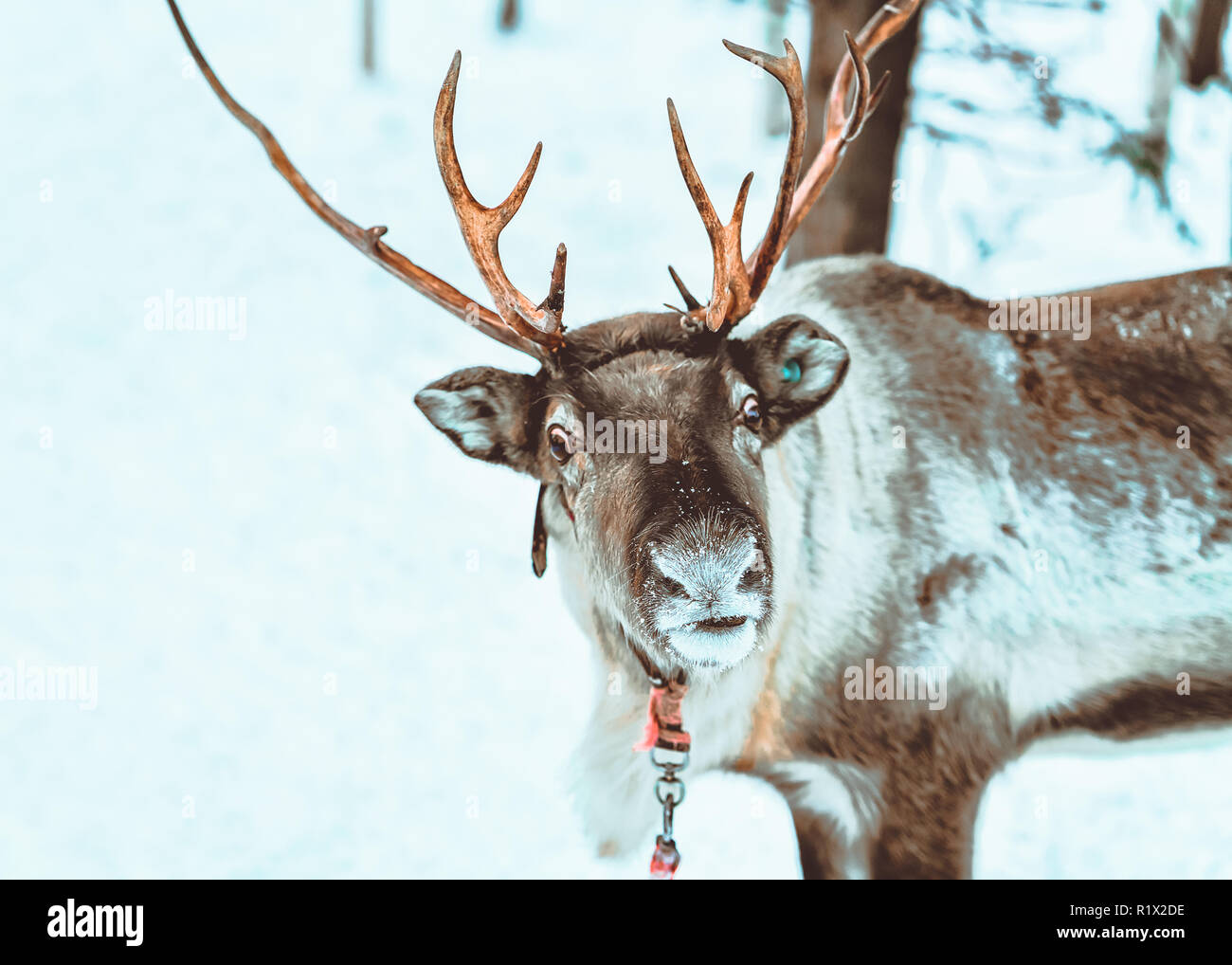 Reindeer at Snow Winter Forest at Finnish Saami Farm in Rovaniemi ...
