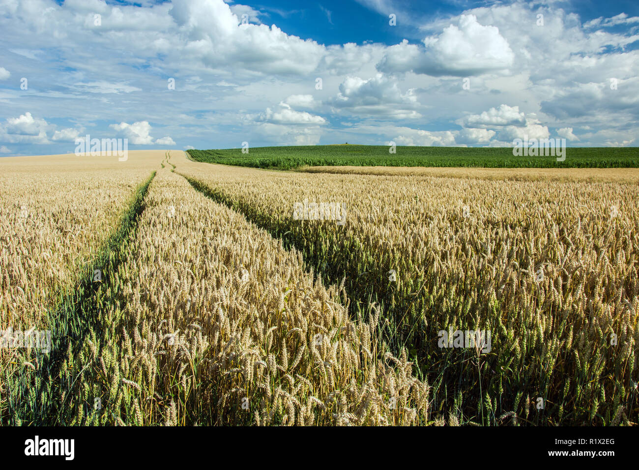 Wheel tracks in the grain Stock Photo - Alamy
