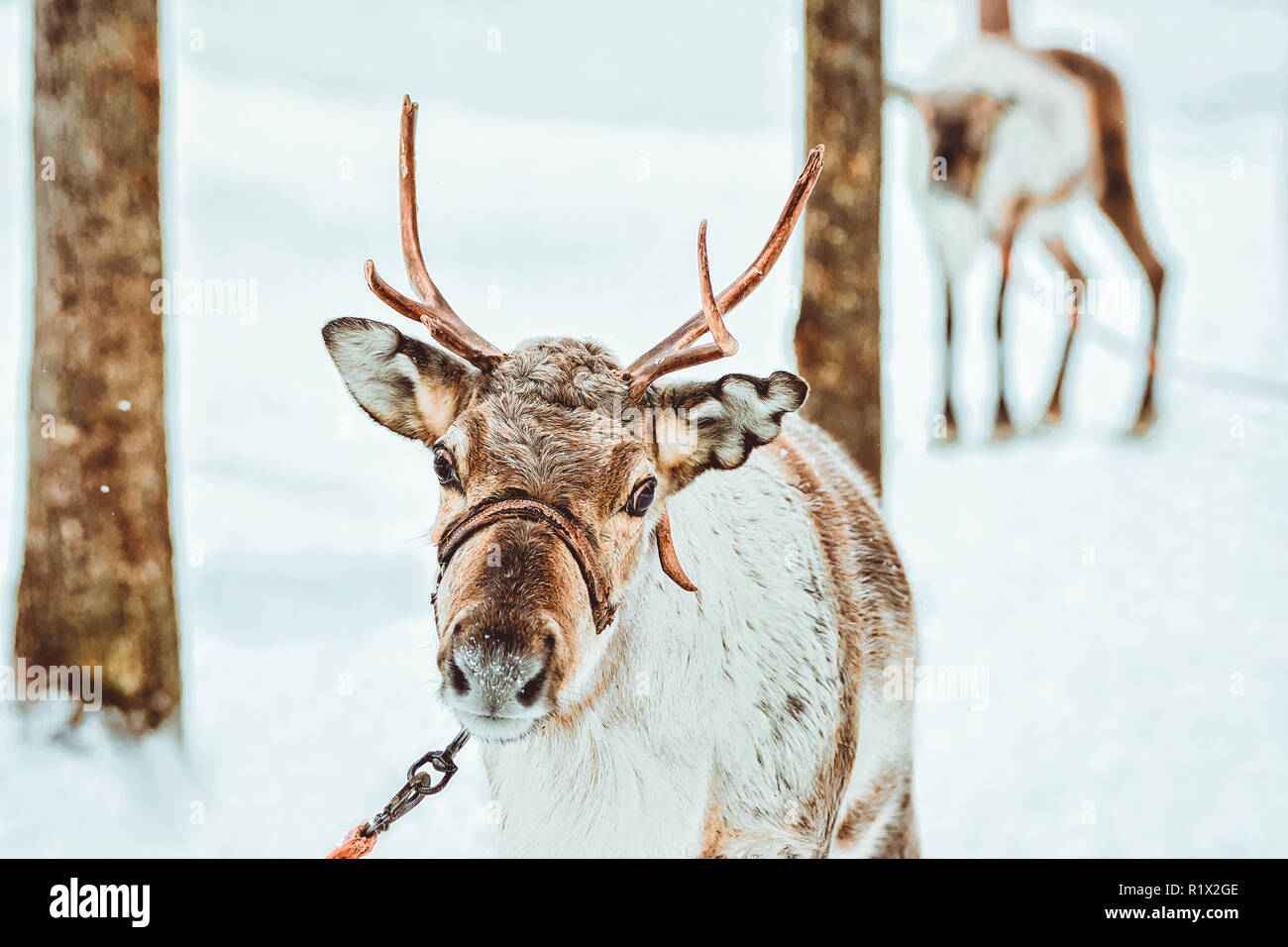 Reindeer at Winter Snow Forest at Finnish Saami Farm in Rovaniemi ...