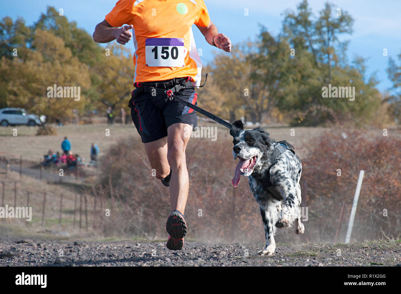 Dog and man taking part in a popular canicross race Stock Photo - Alamy