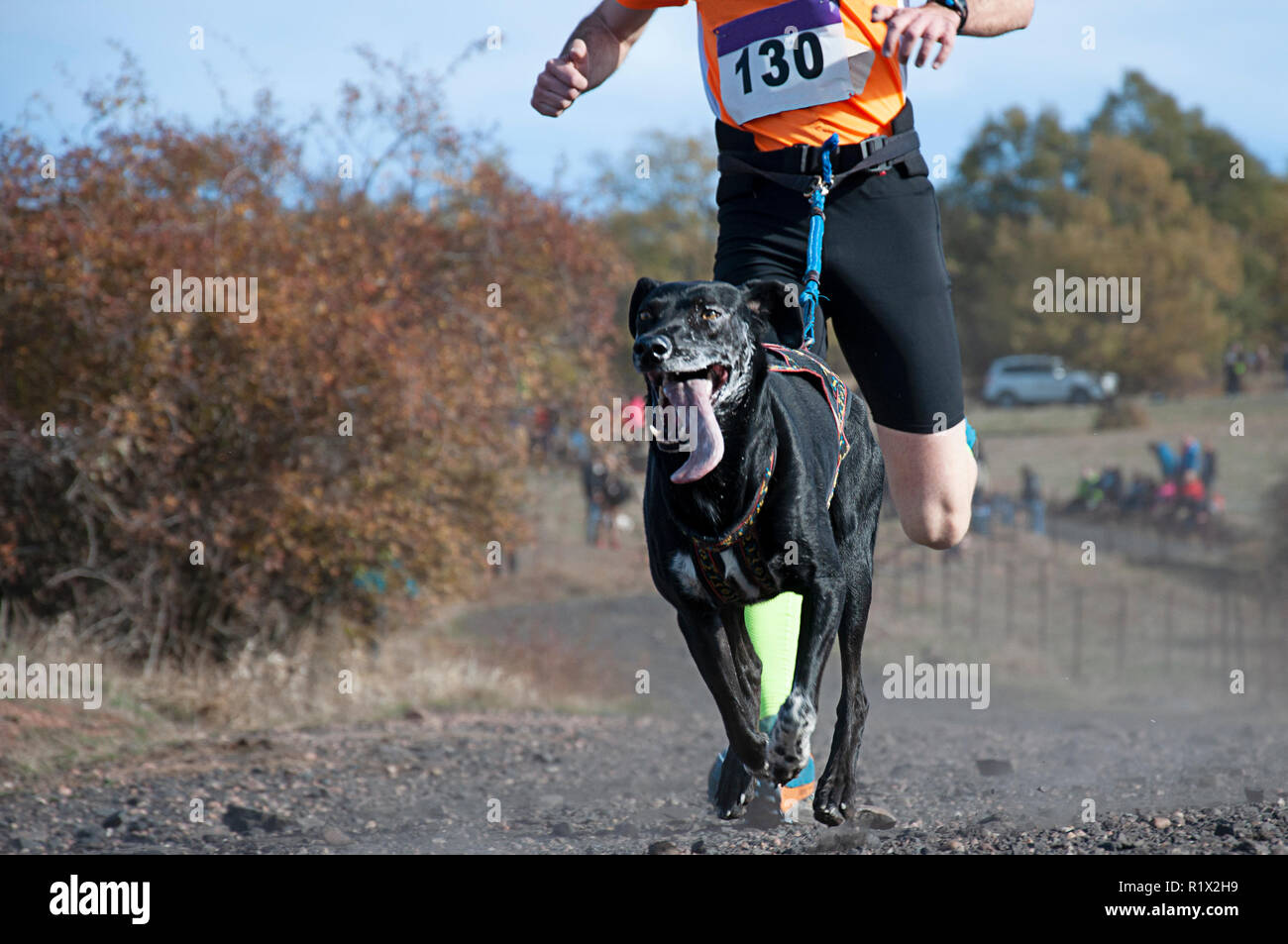 Dog and man taking part in a popular canicross race Stock Photo - Alamy
