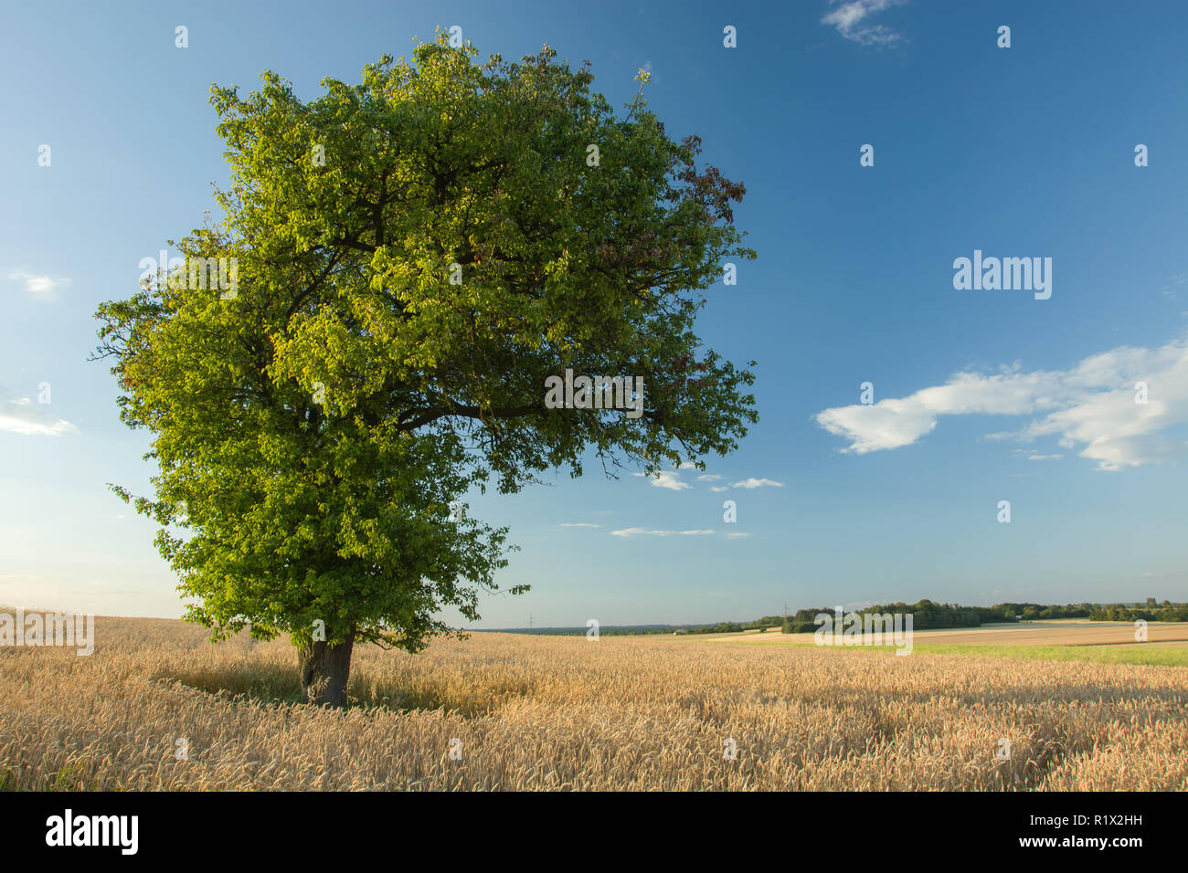 Huge green deciduous tree growing in the grain Stock Photo - Alamy