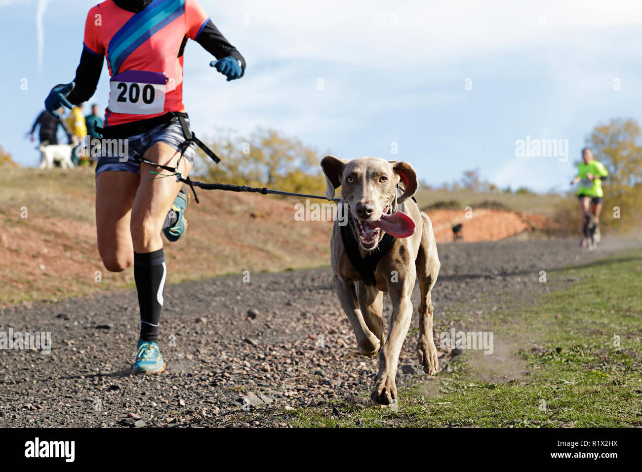 Dog and woman taking part in a popular canicross race Stock Photo - Alamy
