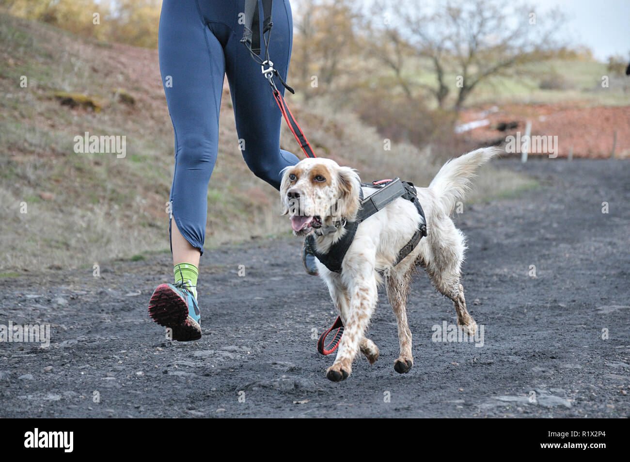 Dog and its owner taking part in a popular canicross race Stock Photo ...