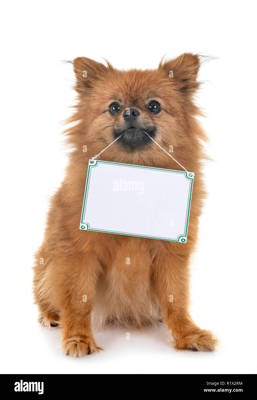 little dog and board in front of white background Stock Photo - Alamy