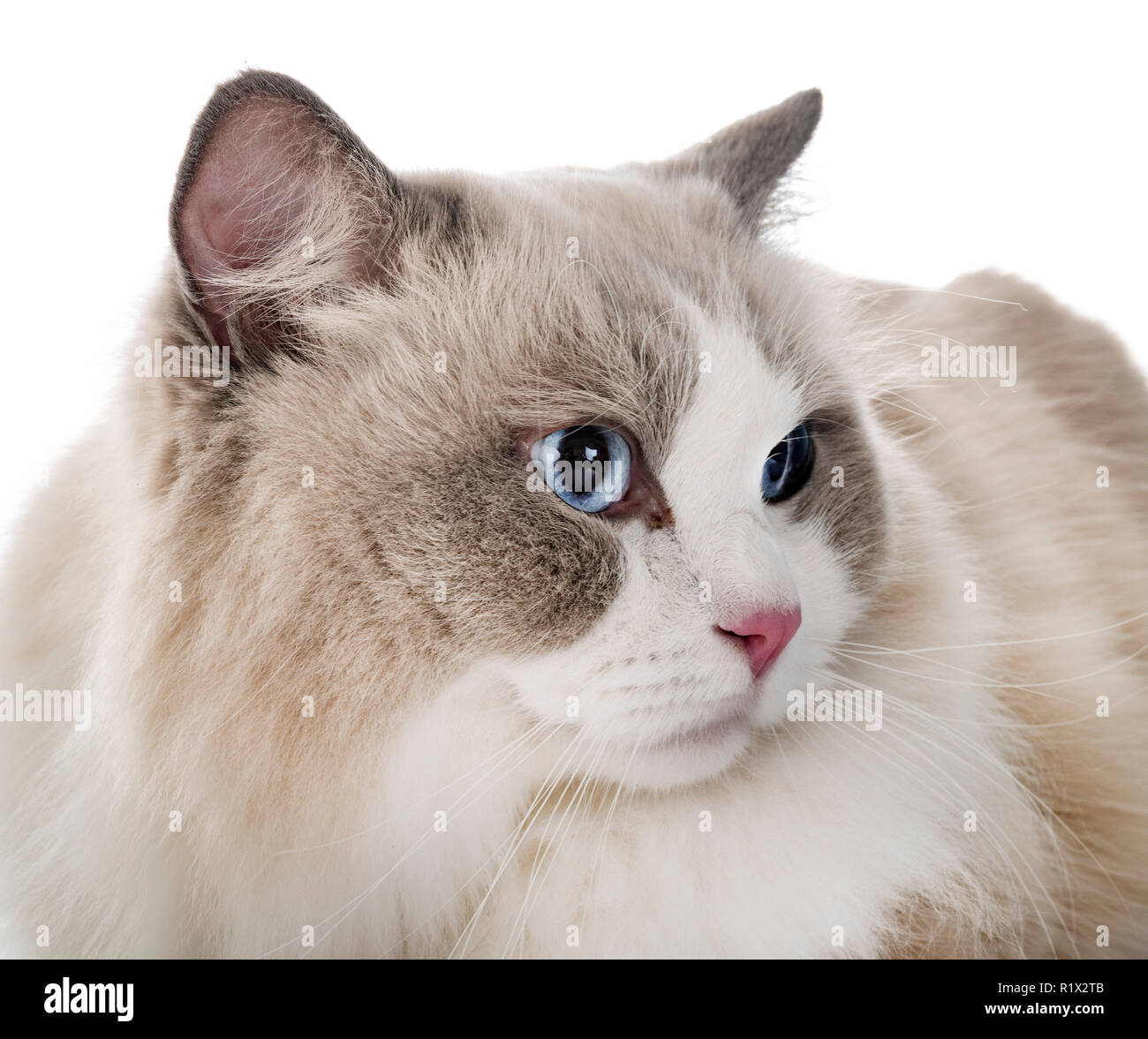 ragdoll cat in front of white background Stock Photo - Alamy