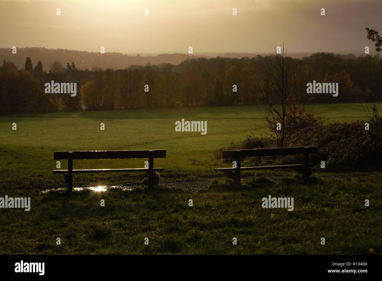 Dog under bench with a great view Stock Photo - Alamy