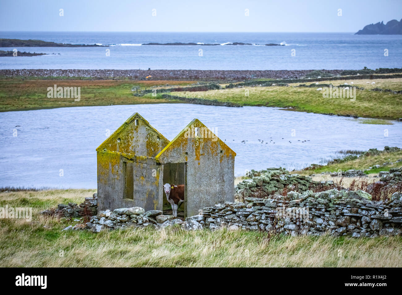 Shetland cow shetland hi-res stock photography and images - Alamy