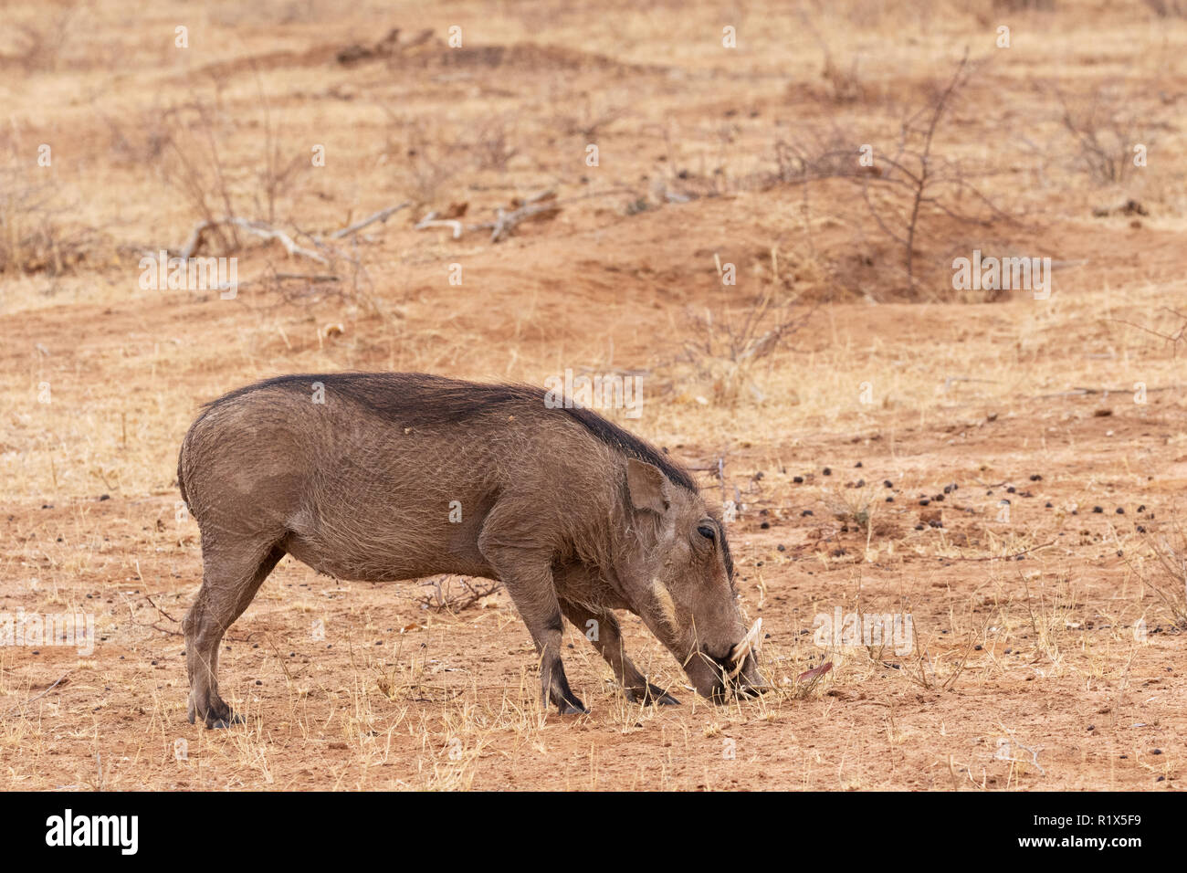 Warthog Namibia - Common warthog ( Phacochoerus africanus ), Etosha ...