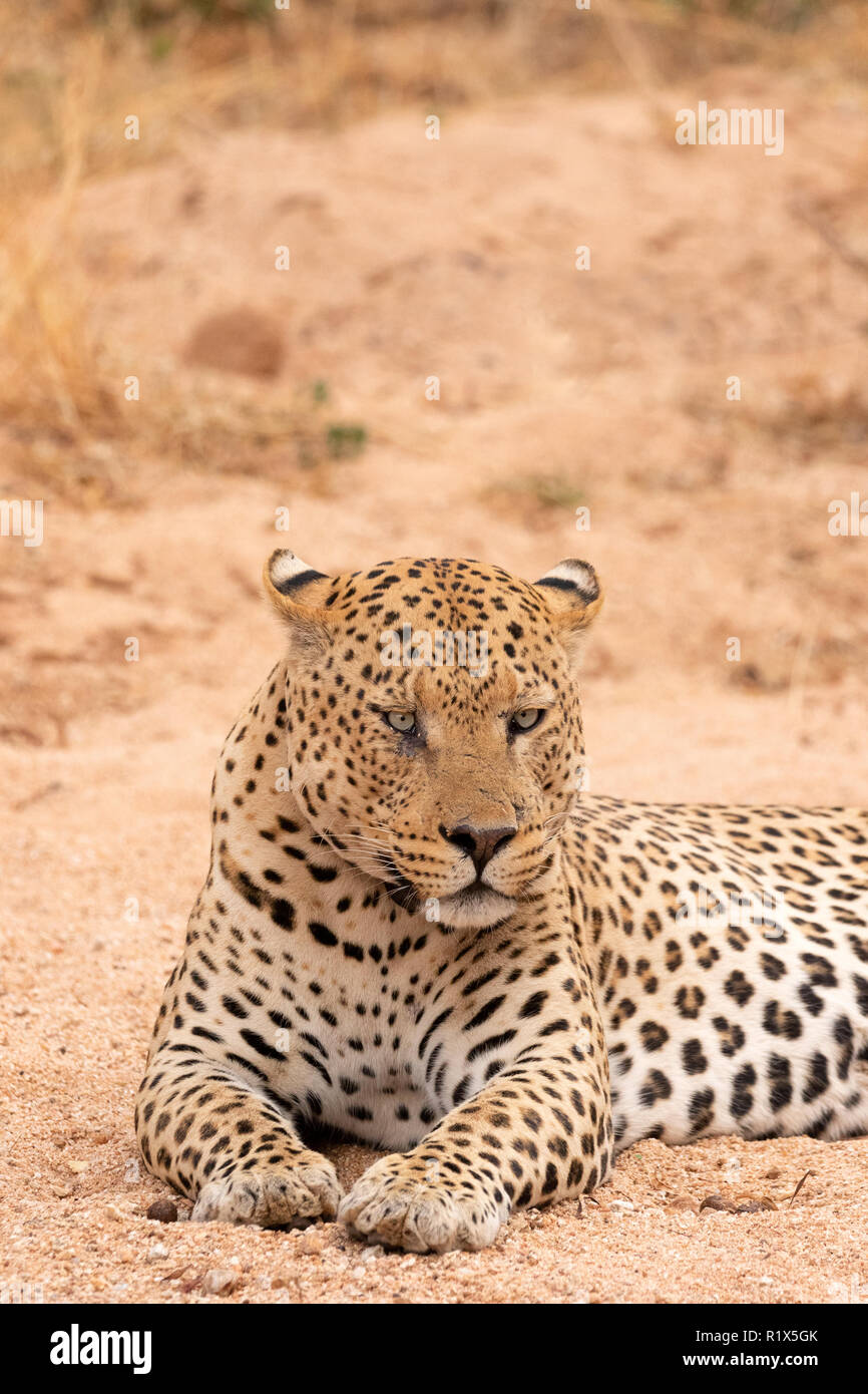 Leopard head africa hi-res stock photography and images - Alamy