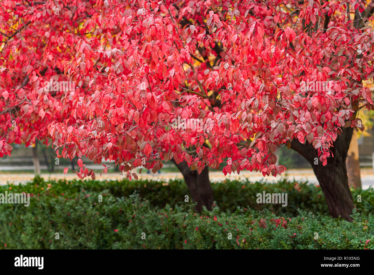 beautiful red plum trees in the autumn season Stock Photo - Alamy