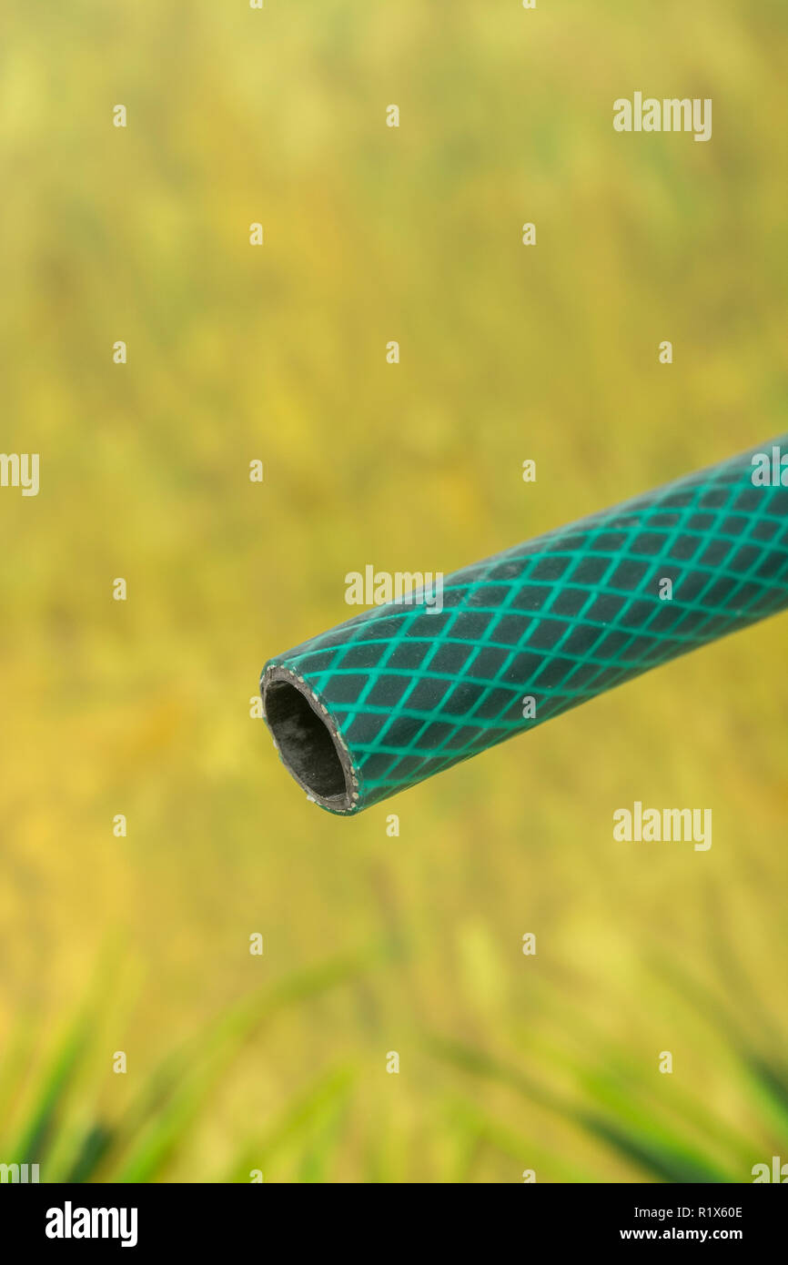 Plastic garden hosepipe / PVC hose pipe against dried garden vegetation ...