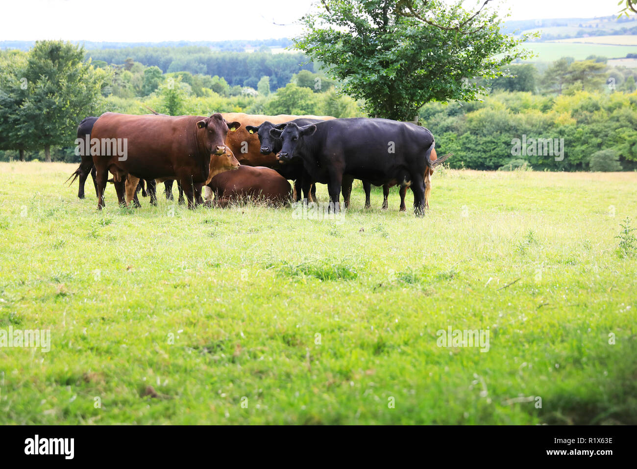 Sussex cattle, an ancient, red breed of beef cattle, grazing in the ...